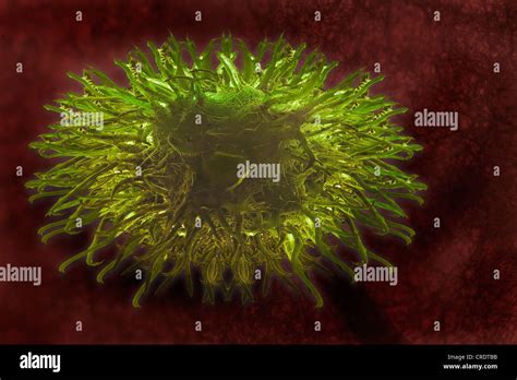 Des Cellules Dendritiques Du Système Immunitaire Illustration Photo