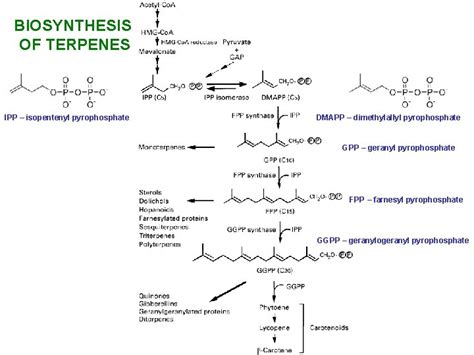 Lipids Lipids Classification Lipids Insoluble In Water Soluble