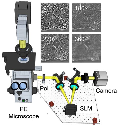 automatic colorectal cancer screening using deep learning in spatial