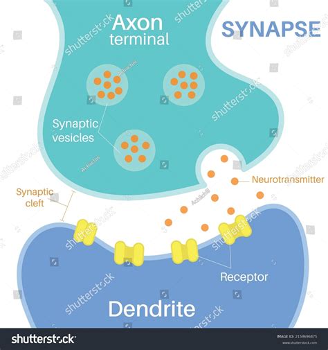Synapse Structure That Permits Neuron Stock Vector Royalty Free Shutterstock