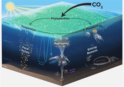 Ocean Food Web Processes That Drive Carbon Cycle Woods Hole