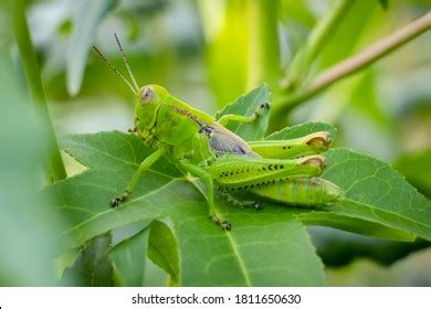 732 Differential Grasshopper Images Stock Photos Vectors Shutterstock