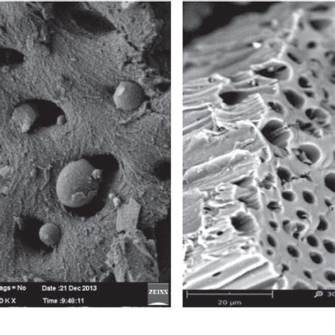 Ft Ir Of Spectra Ops And Ops Char Download Scientific Diagram