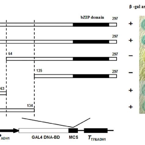 Transactivation Analysis Of Zmbzip72 Fusion Proteins Of The Gal4