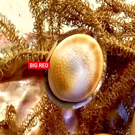 Shivas Eye Shell Cats Eye Shell Bayuko Shell Necklace Pendant