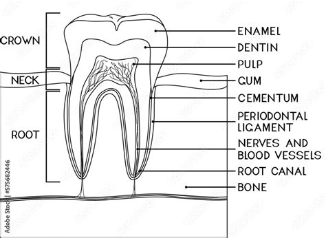 Coloring Page With Parts Of Human Tooth Scheme Of Structure Of Tooth