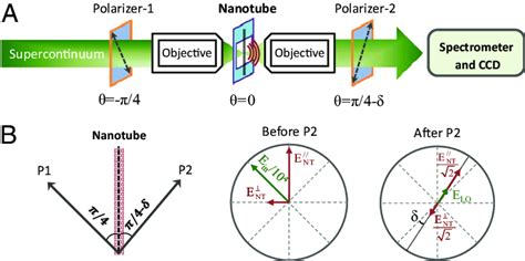 Scheme Of Polarization Optimized Homodyne Detection For Singlenanotube Download Scientific