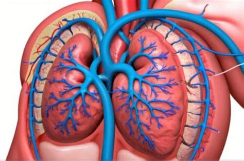 Atrial Fibrillation Vs Atrial Flutter Understanding The Differences And Similarities Dr