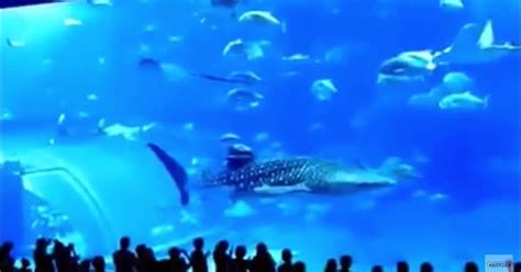 Massive Tuna Fish Kills Itself After Flash Photography At Aquarium Daily Star
