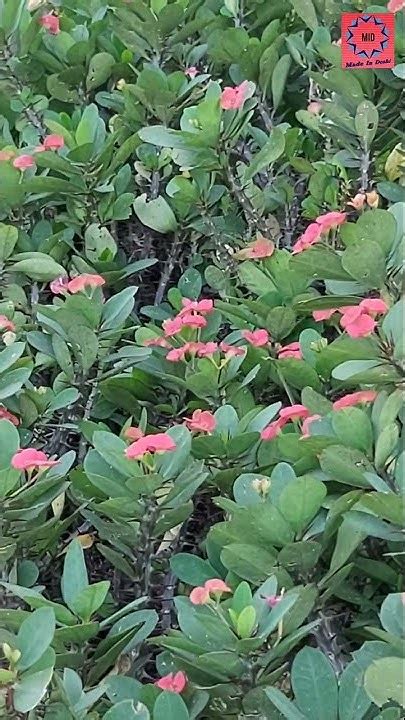 কাঁটাযুক্ত এতো সুন্দর এটা কি ফুল Shorts Madeindeshi Youtube