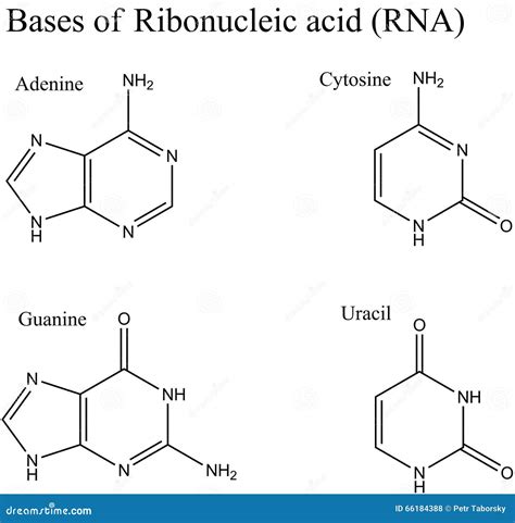 Structure Of Rna Nucleobases Stock Illustration Illustration 66184388