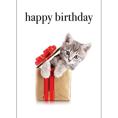 Kitten Birthday Card Affirmations Publishing House Nz