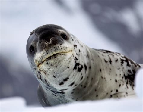 Top Fascinating Facts About Leopard Seals You Need To Know
