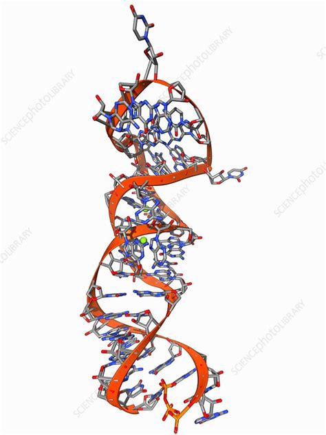 Rna Stem Loop Motif Molecular Model Stock Image F0069544