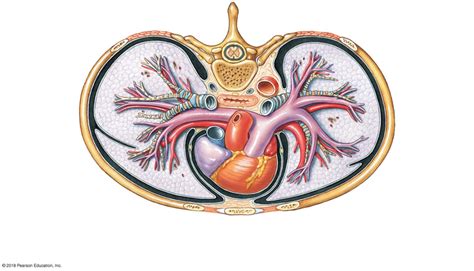 Lab 3 Cardiovascular System Part 1 Gross Anatomy Diagram Quizlet