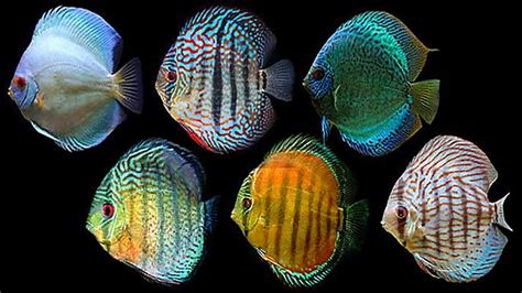 Types Of Discus Fish