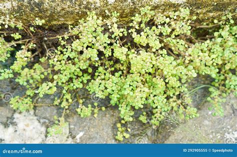A Plant Growing In A Crack In A Wall Stock Image Image Of Pattern Ontogeny 292905555