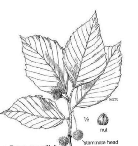 Tree ID Quiz Flashcards Quizlet