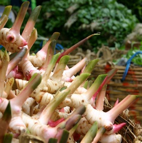 Galangal Herbal Usage | Herbal Medicine and Nutrition