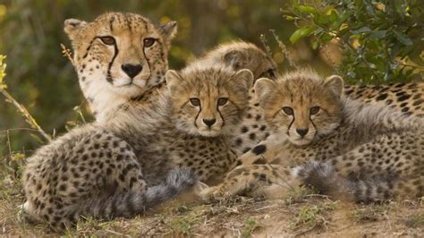 Cheetahs Must Be Listed As Endangered Say Scientists Newsclick