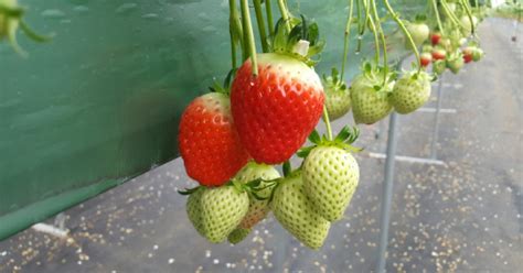 국내 최대 딸기 주산지 논산 올해 첫 딸기 수확