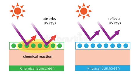 Diagram Of Chemical Sunscreen And Physical Sunscreen Stock Illustration