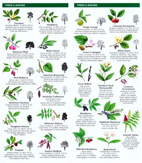 Types Of Trees In Ohio By Leaves Pictures