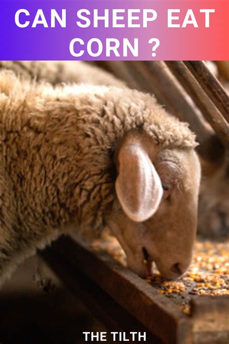 Can Sheep Eat Corn All You Need To Know