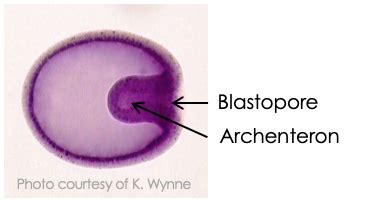 Development Biology Libretexts