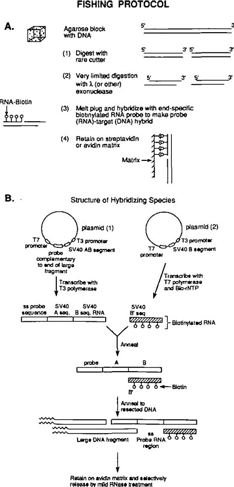 Figure 1 From Selective Enrichment Of A Large Size Genomic Dna Fragment
