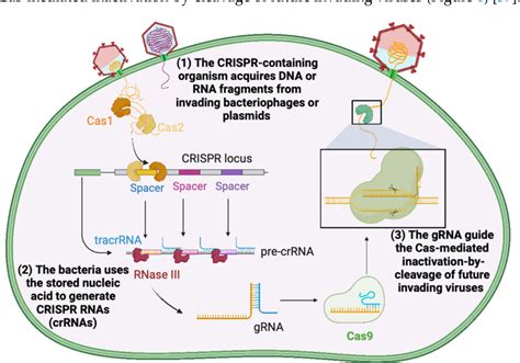 Figure 1 From The Potential Of Crispr Cas Technology To Enhance Crop