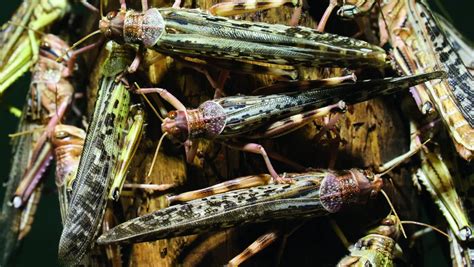 Why Do Locusts Swarm Bbc Science Focus Magazine