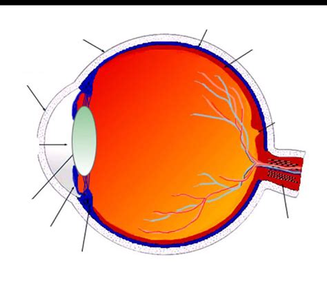 Eye Anatomy Diagram Quizlet Eye Anatomy Diagram Quizlet