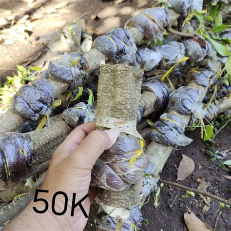 Jual Bonsai Anting Putri Hasil Budidaya Shopee Indonesia