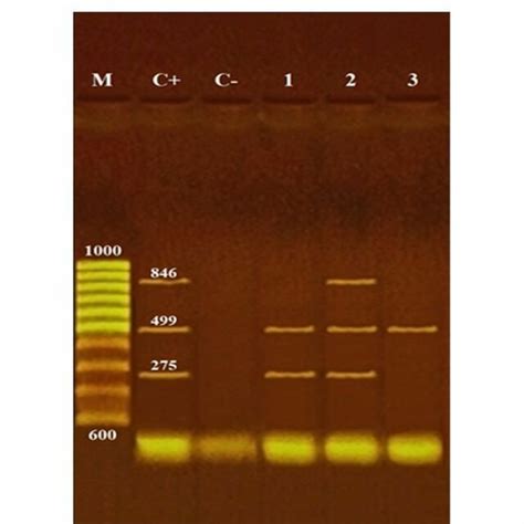 Characterization Virulence Genes Of Pasteurella Multocida Pfha 275 Download Scientific