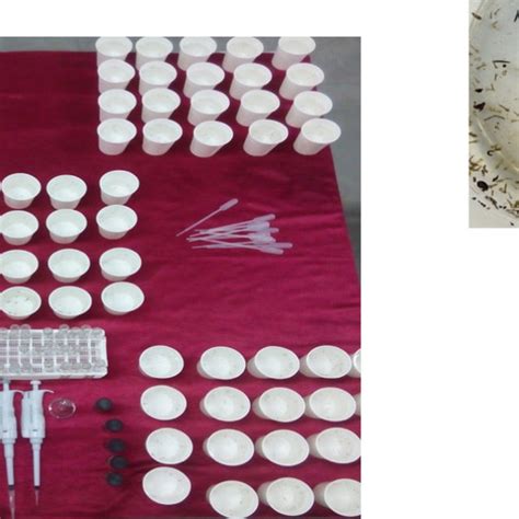 Larvicidal Activity Of Ni Pd Nps Download Table