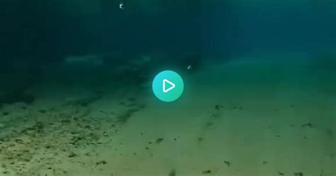 Capybara Underwater Album On Imgur