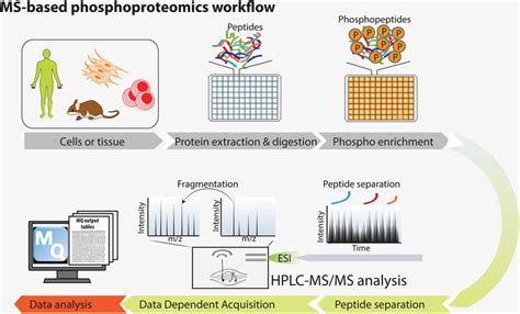 Ms Based Phosphoproteomics Workflow A The Cartoon Illustrates The