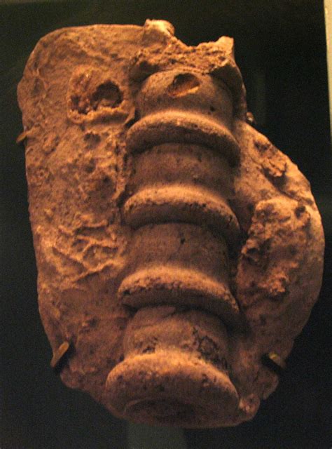 Louisville Fossils And Beyond Huronia Silurian Cephalopod Iowa