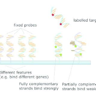 DNA Microarray Illustrating Hybridization Of The Target To The Probe Download Scientific