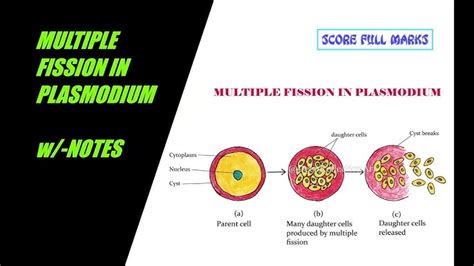 Multiple Fission In Plasmodium