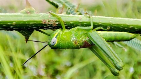 Order Homoptera Stock Illustrations 1 Order Homoptera Stock