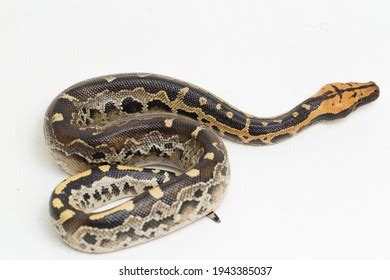 Borneo Shorttailed Blood Python Snake Python Stock Photo 1943385037 Shutterstock