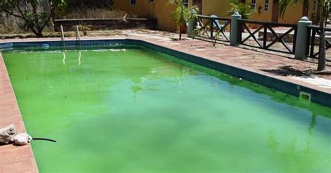 How To Remove Green Algae From Your Pool And Early Signs You Have A Major Infestation Daily