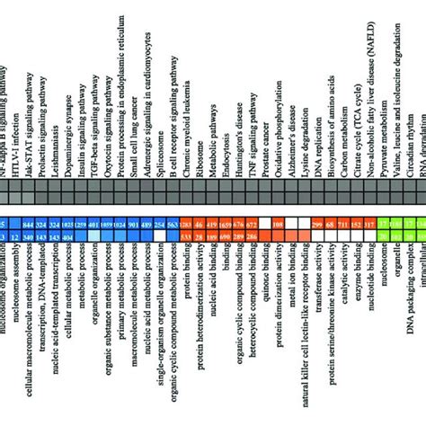 whole transcriptome wide functional prediction of lncrna identified