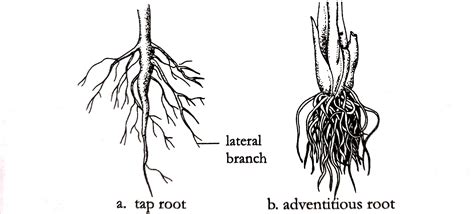 Adventitious Root System Types Modifications And Exam Vrogue Co