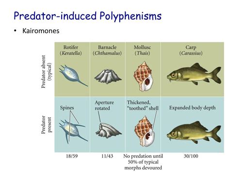 Ppt Developmental Plasticity And Symbiosis Powerpoint Presentation