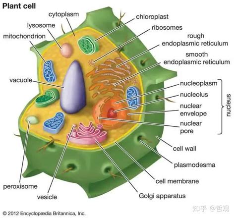 【植物学笔记】植物细胞（三） 知乎