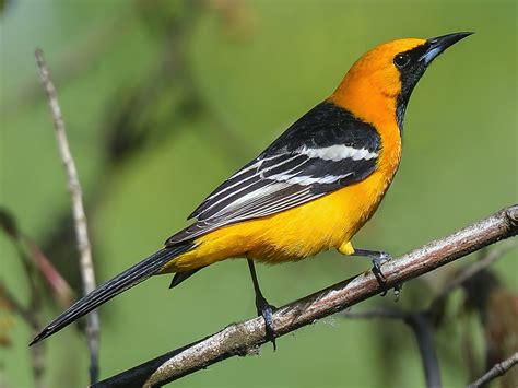 Hooded Oriole Ebird