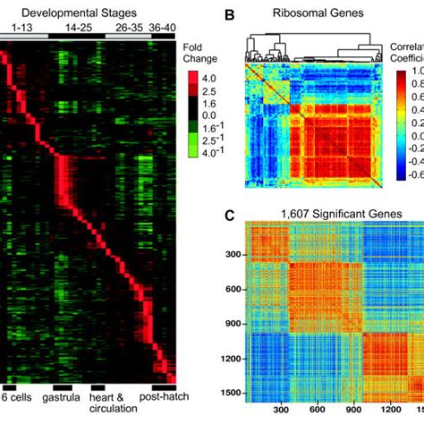 Stages And Patterns Of Gene Expression During Development A Key Download Scientific Diagram